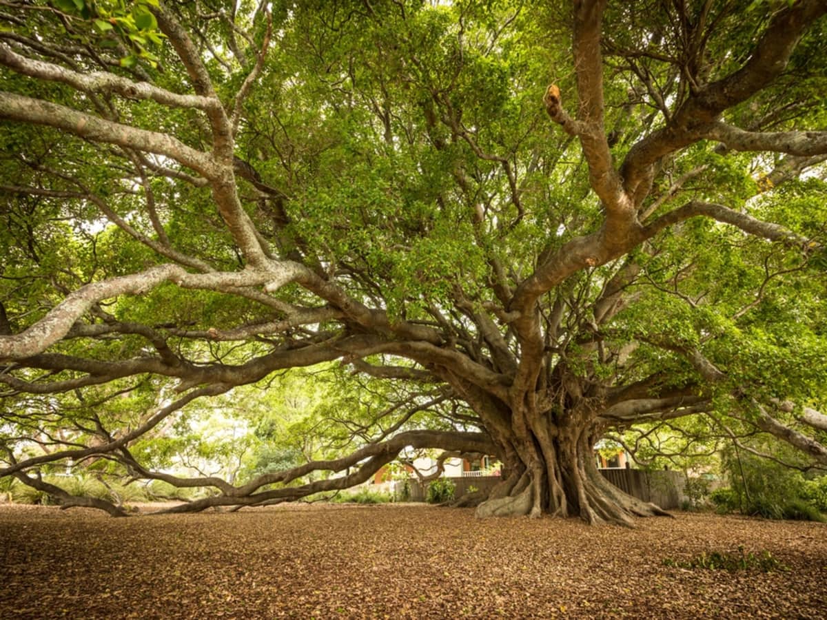 What did Jesus see under the fig tree? – Bangsar Lutheran Church